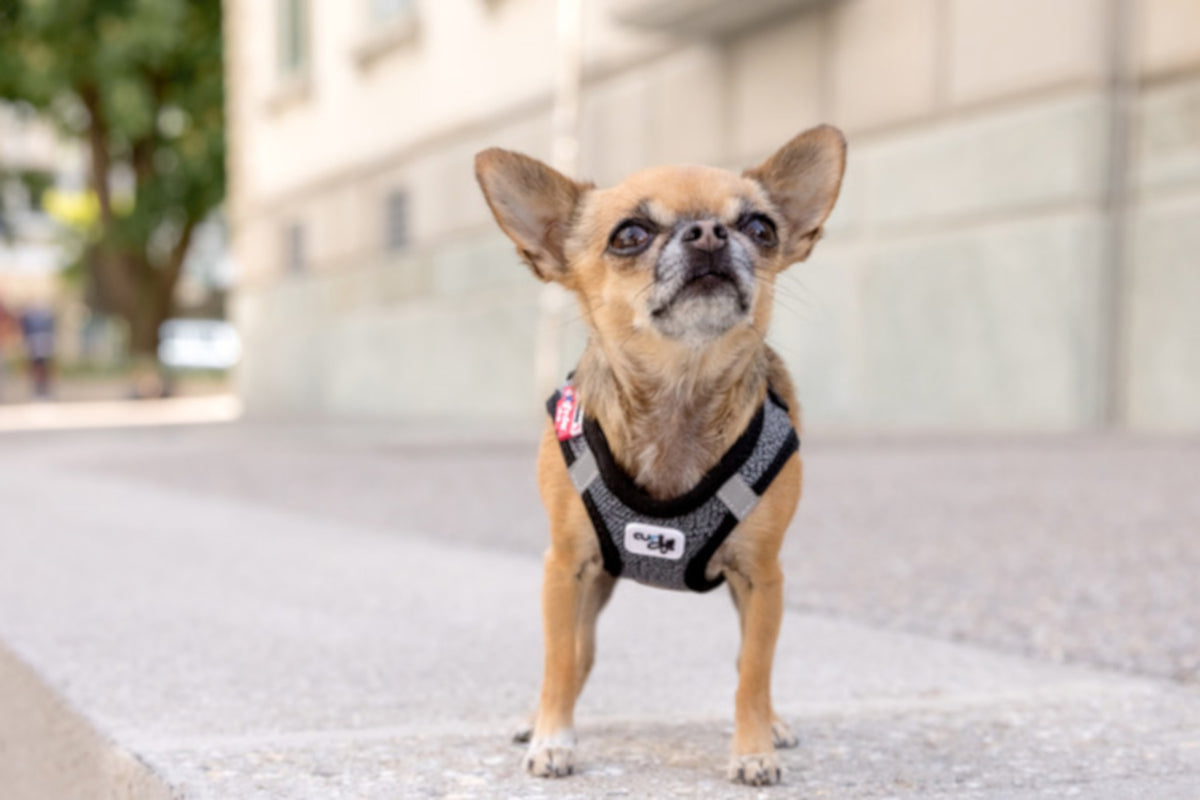 CURLI Step-in Harness Merino - BLACK – RunWild