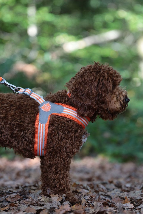 HUGO & HUDSON Easy Step-In Harness - Orange – RunWild