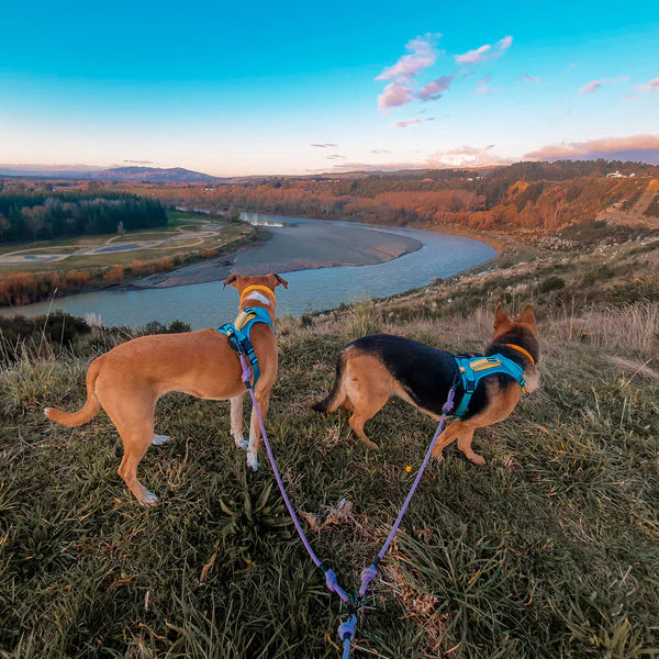 Arctic Sammy – RunWild